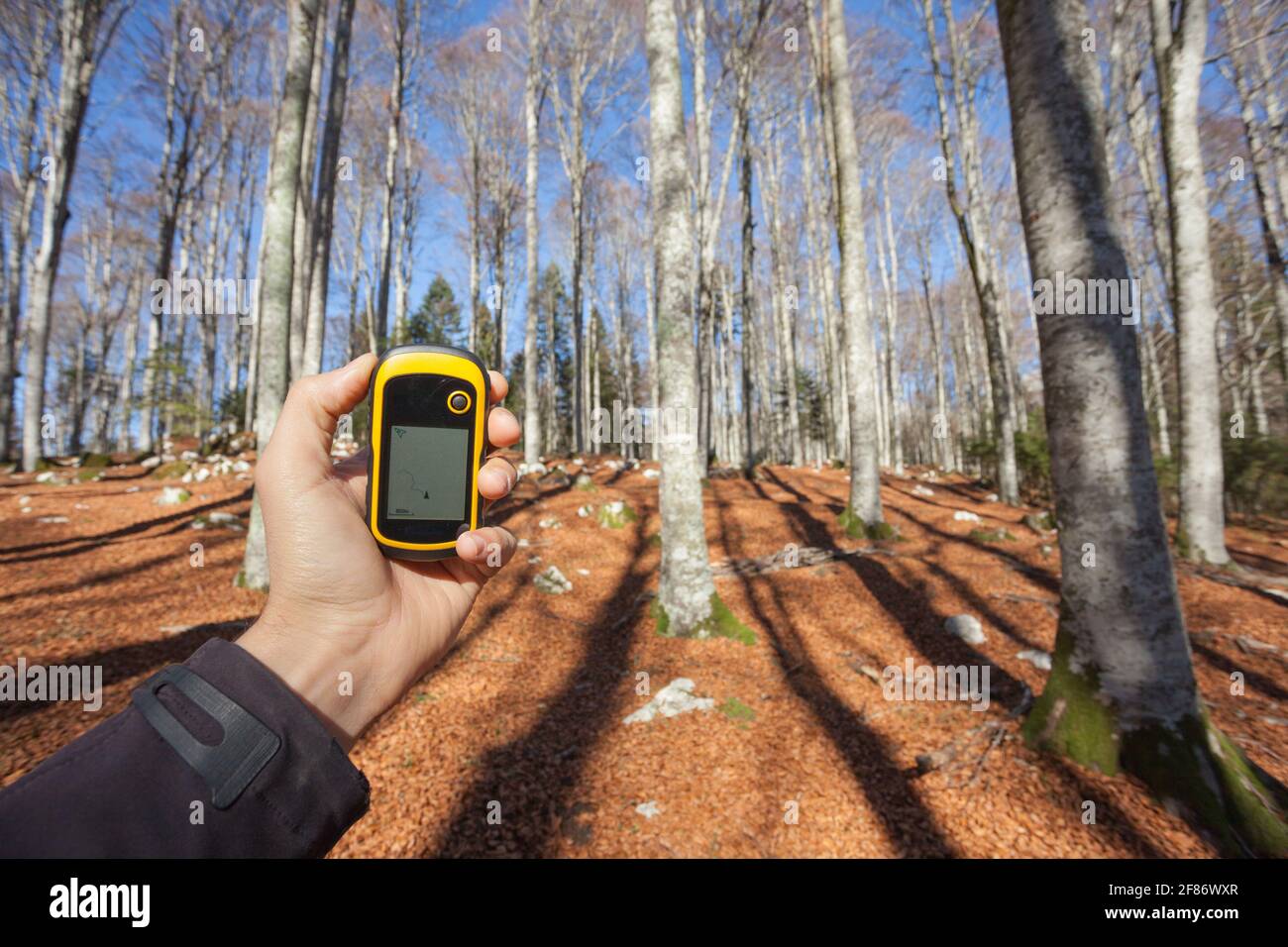 finding the right position in the forest via gps Stock Photo - Alamy