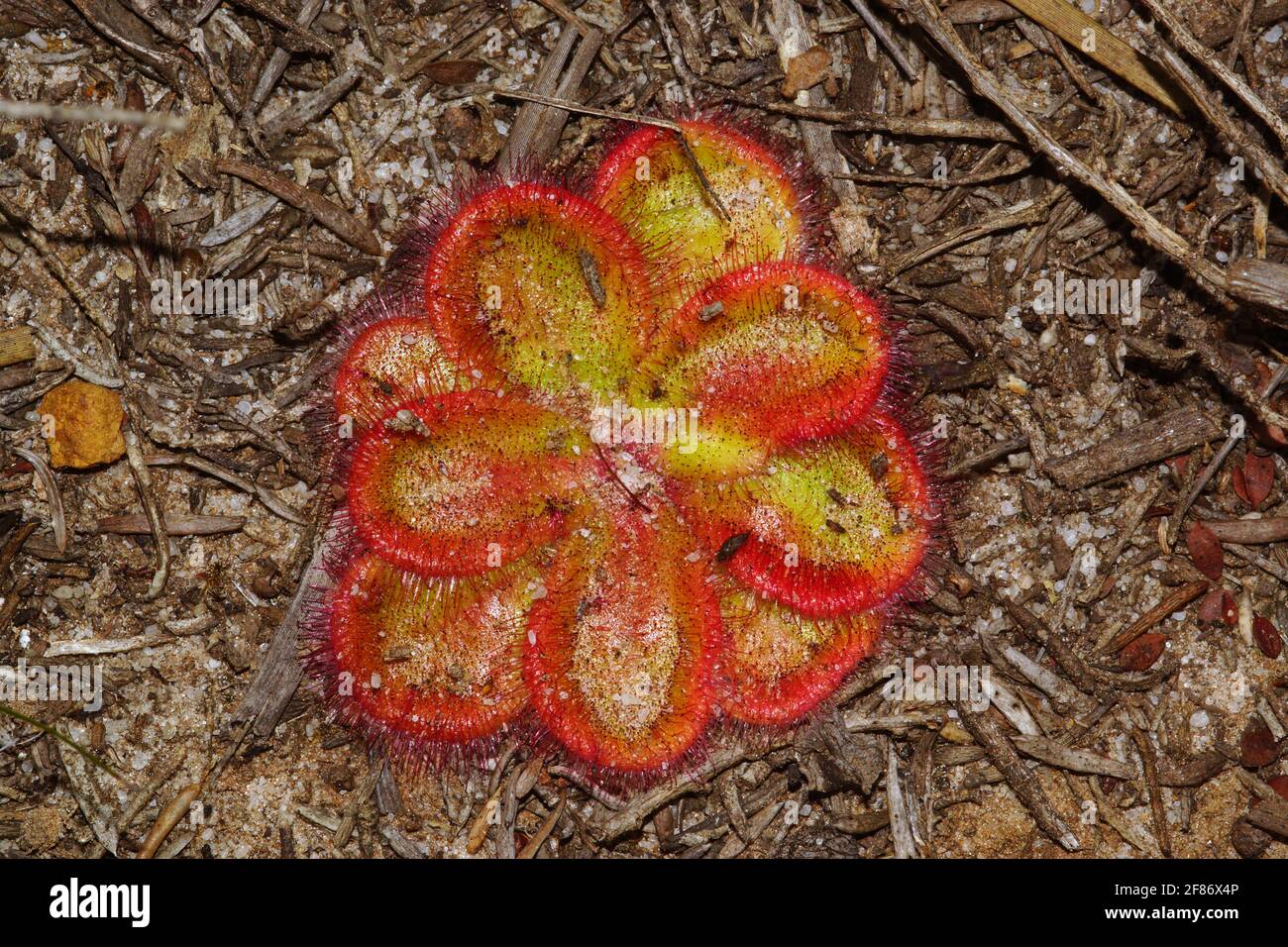 Australian insect eating plant hi-res stock photography and images - Alamy