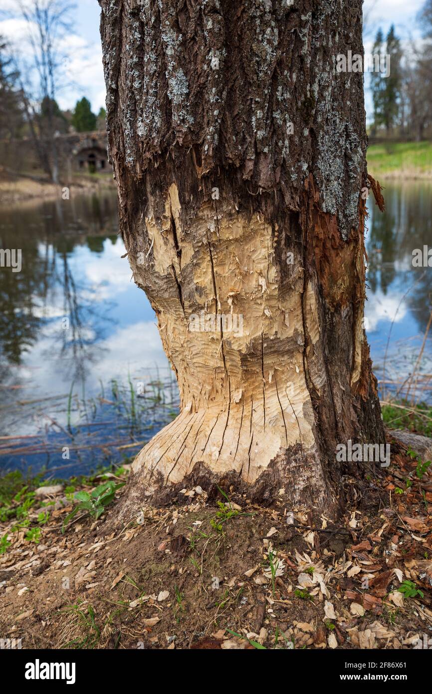 Tree trunk on the river bank is damaged by beaver. Beavers fell trees ...