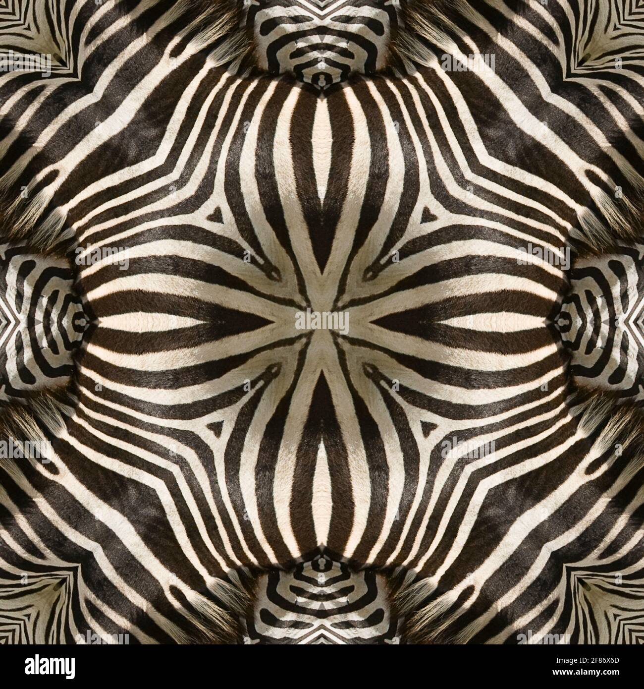 Zebra symmetry hi-res stock photography and images - Alamy