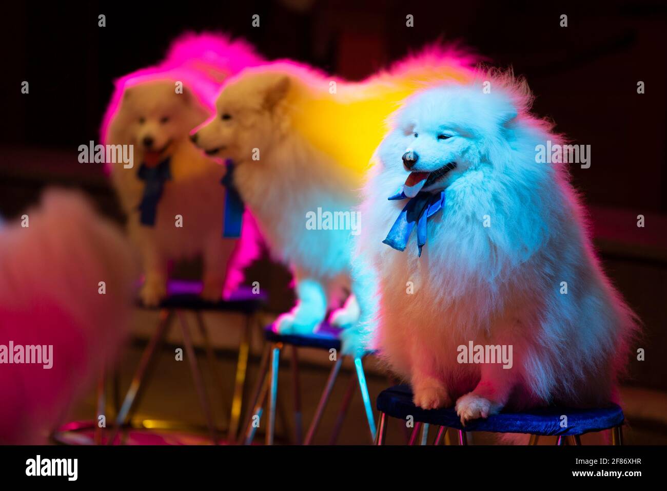 Samoyed circus dogs in multi-colored stage lights. Circus dogs Stock ...