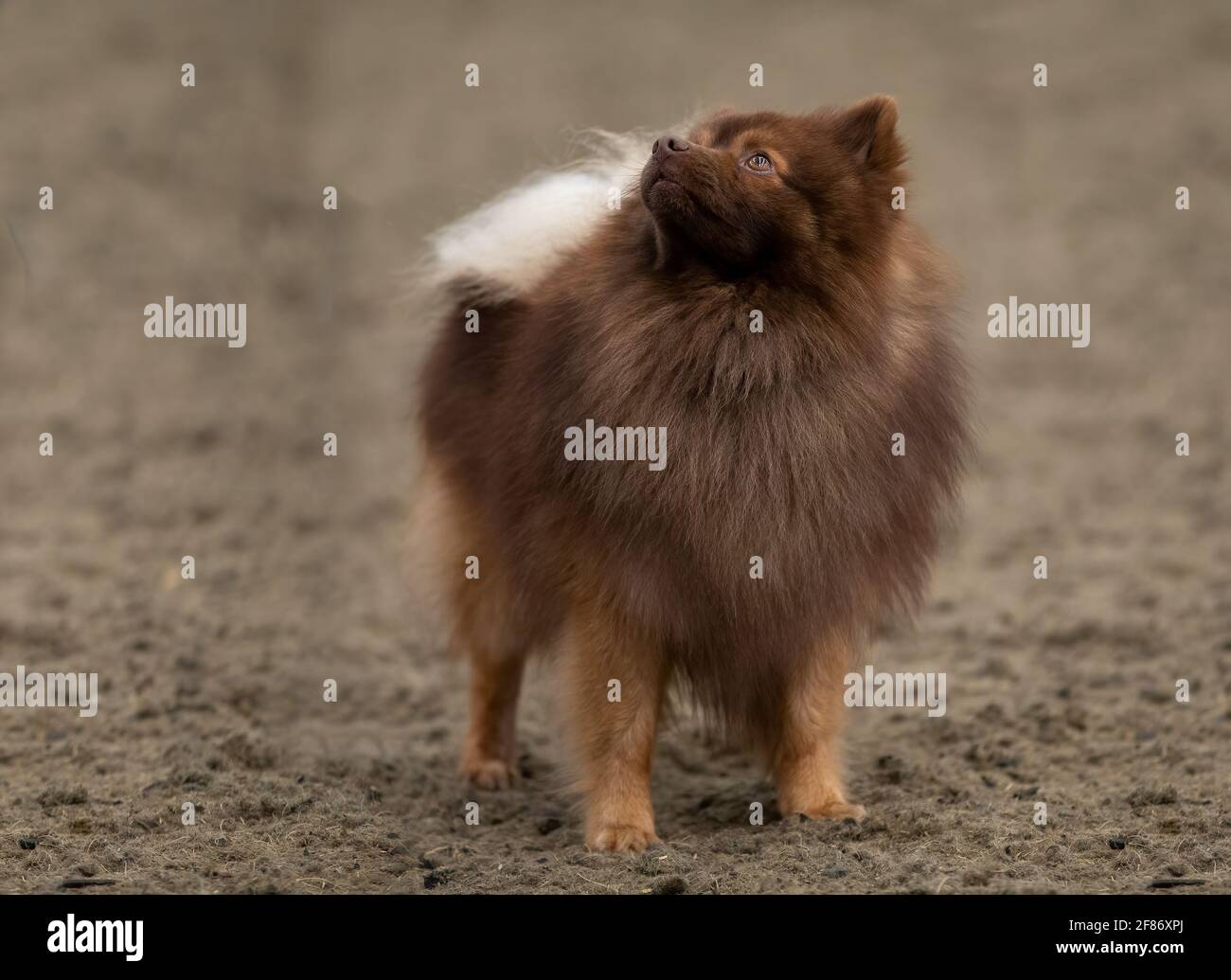 Spitz klein hi-res stock photography and images - Alamy