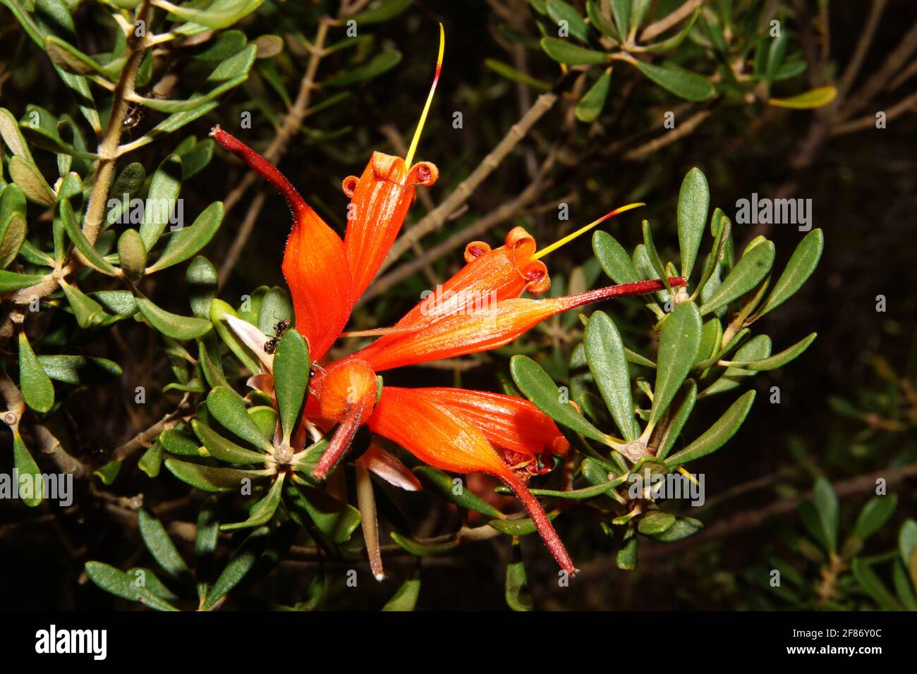 Noongar chittick hi-res stock photography and images - Alamy