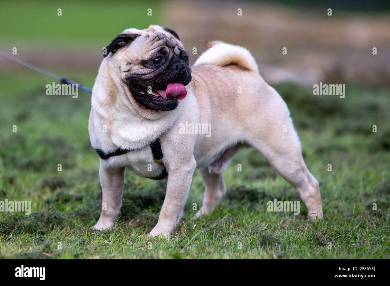 Double curled tail hi-res stock photography and images - Alamy