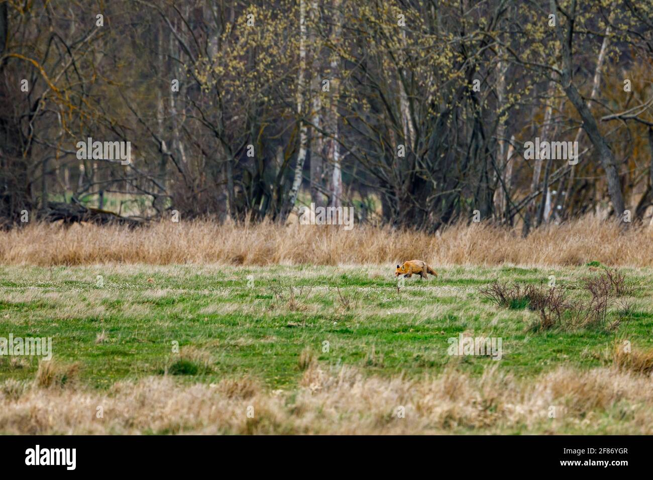 A red fox is hunting geese Stock Photo - Alamy