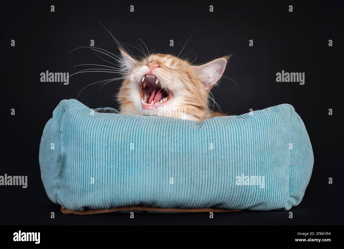 Young red solver Maine Con cat, laying in blue basket. Head just aboven ...