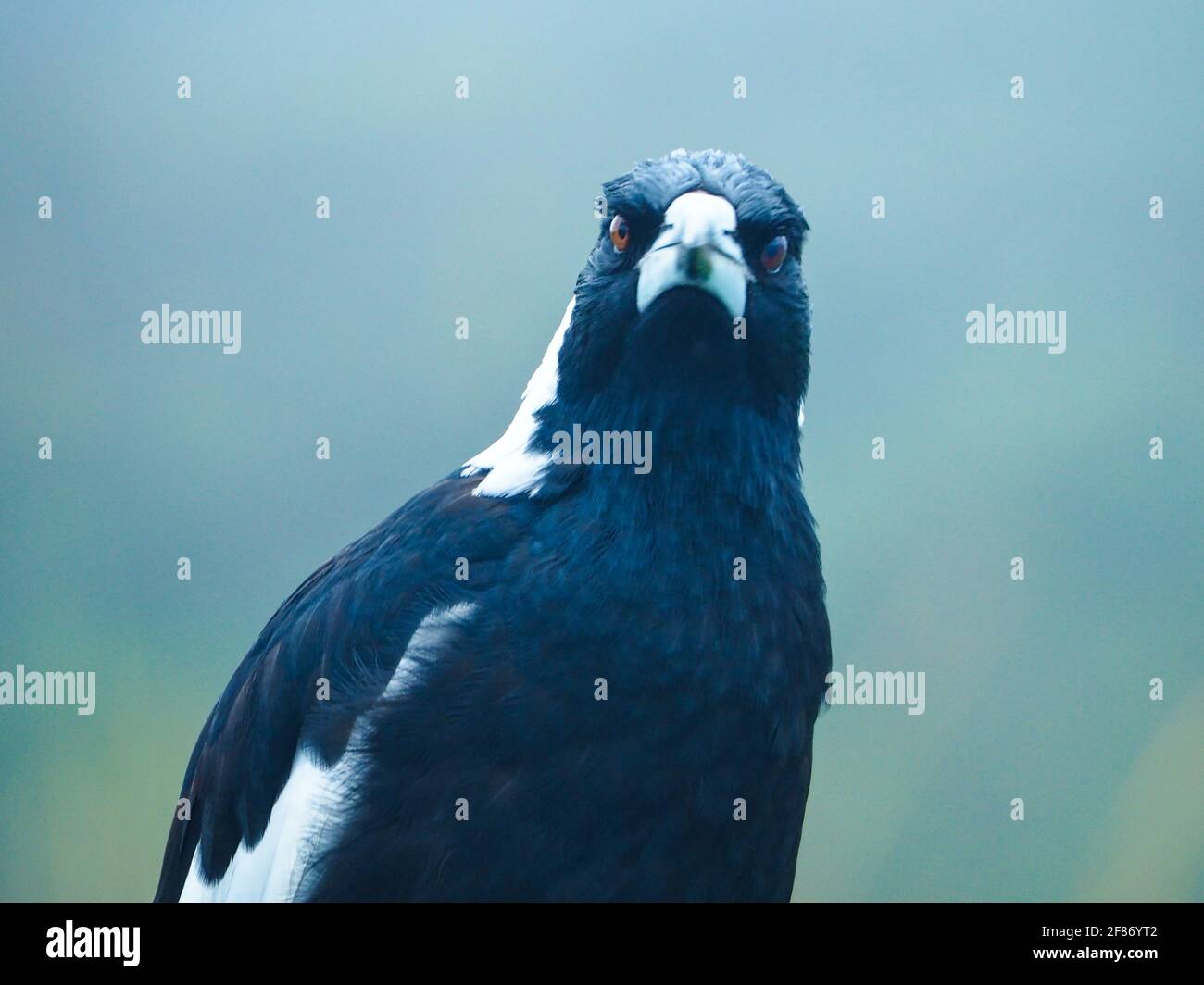 Australian magpie family hi-res stock photography and images - Alamy