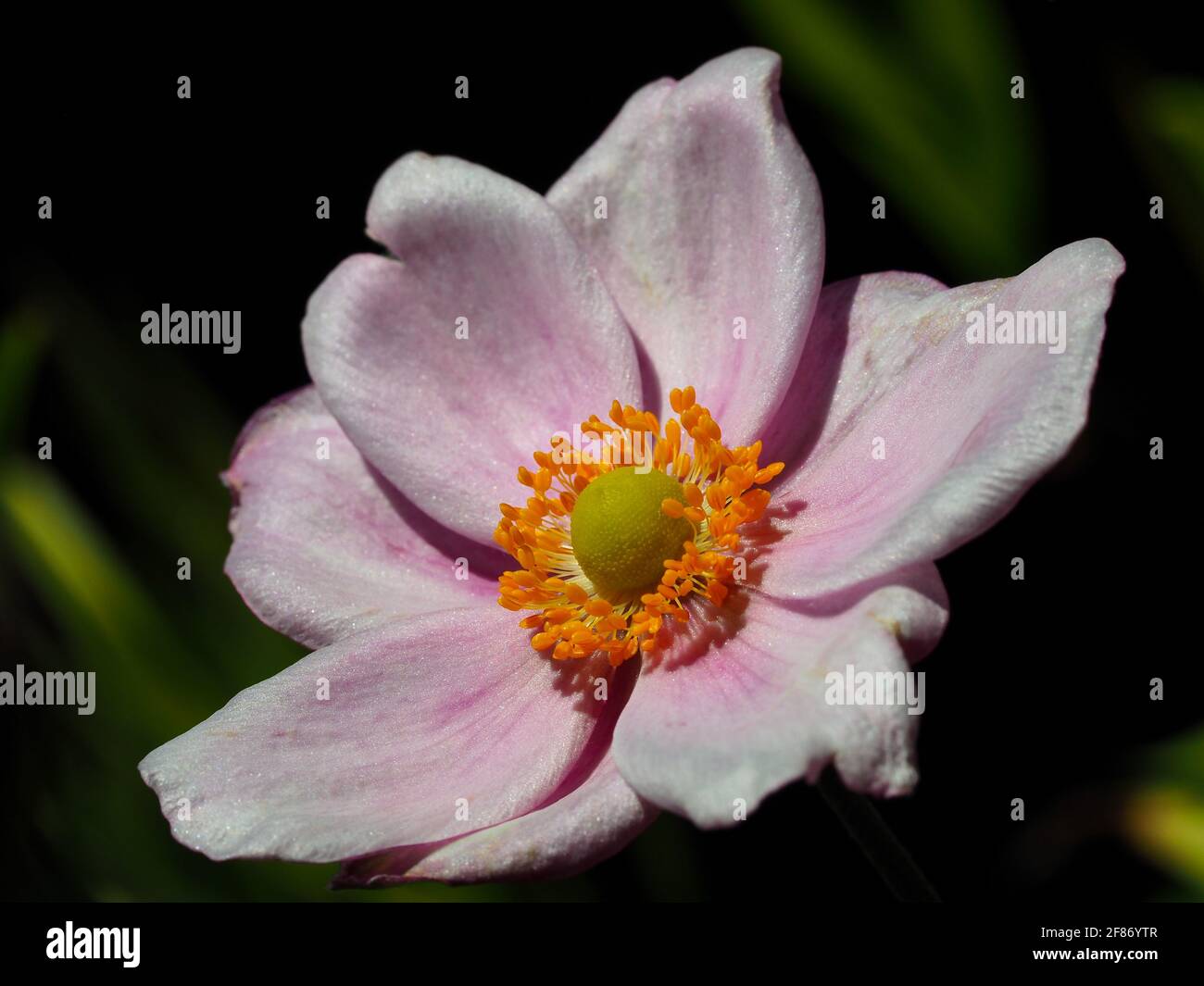 Bright Pink Flower With Yellow Centre High Resolution Stock Photography ...