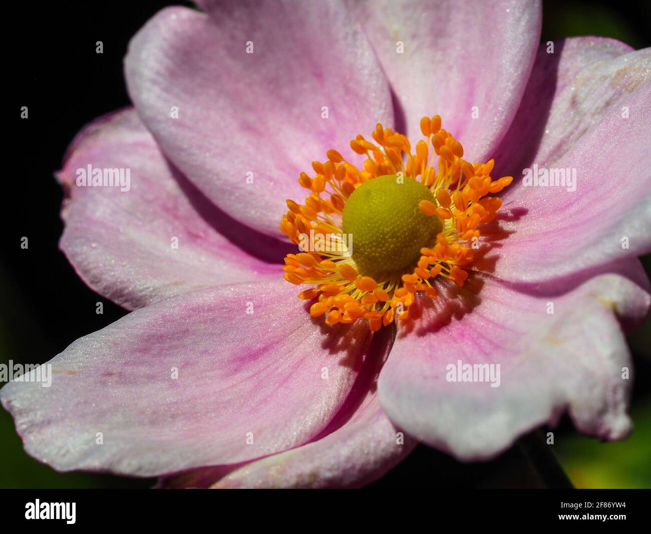 Bright Pink Flower With Yellow Centre High Resolution Stock Photography ...