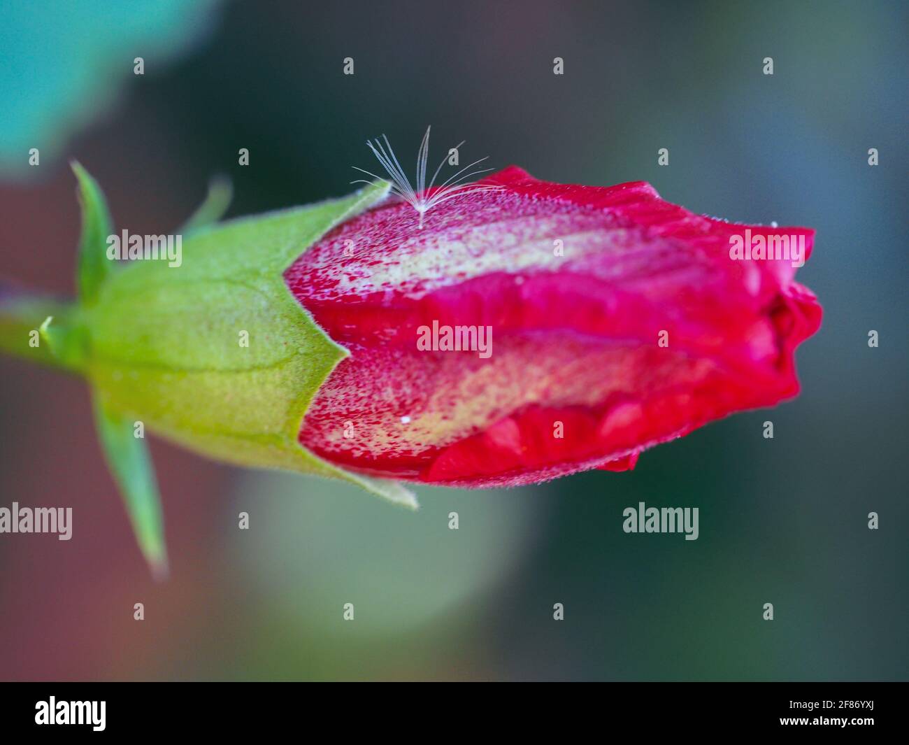 Macro of a bright red Hibiscus Flower bud and its green sepals or calyx ...