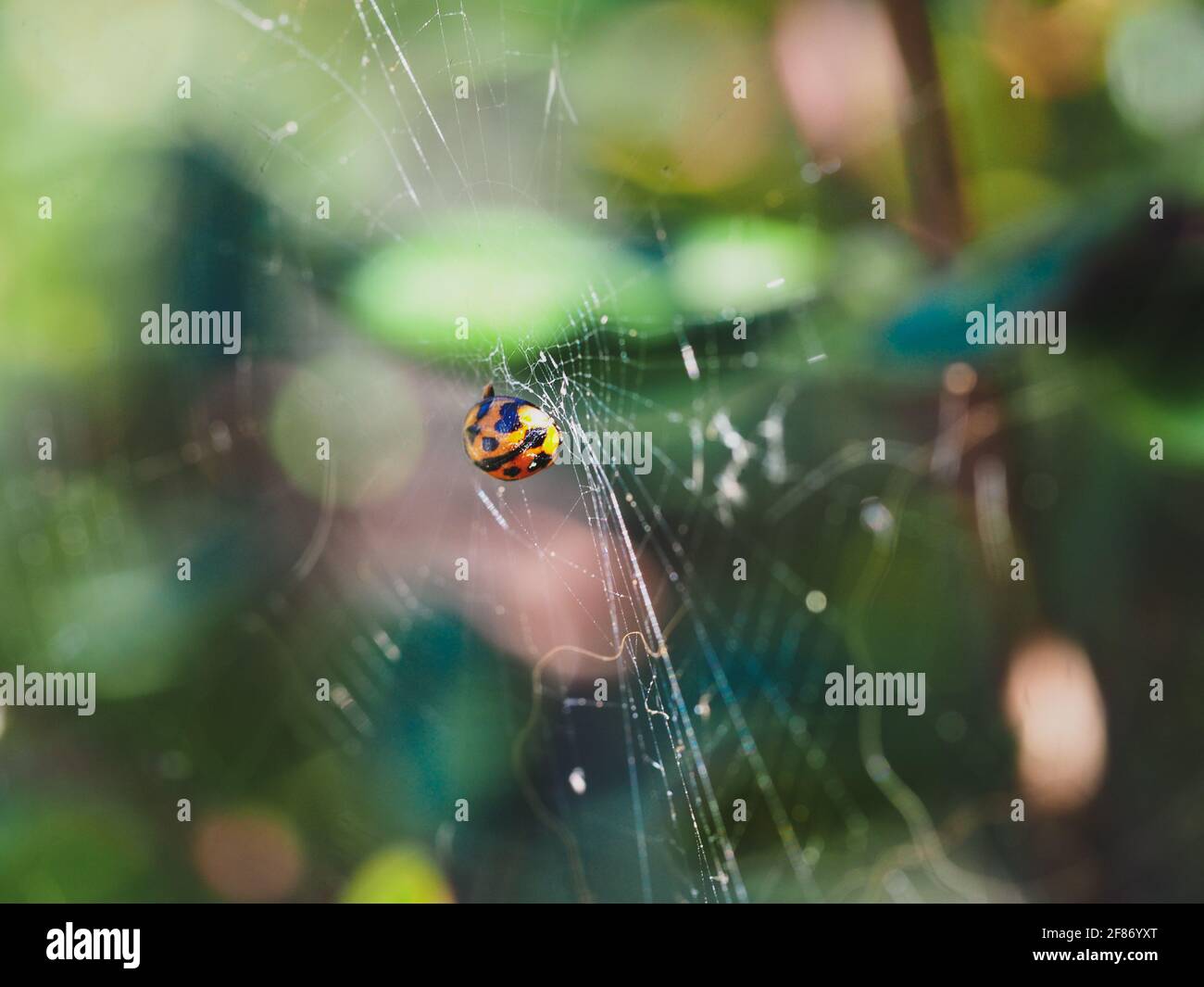 Ladybird caught in a spiders web hi-res stock photography and images ...