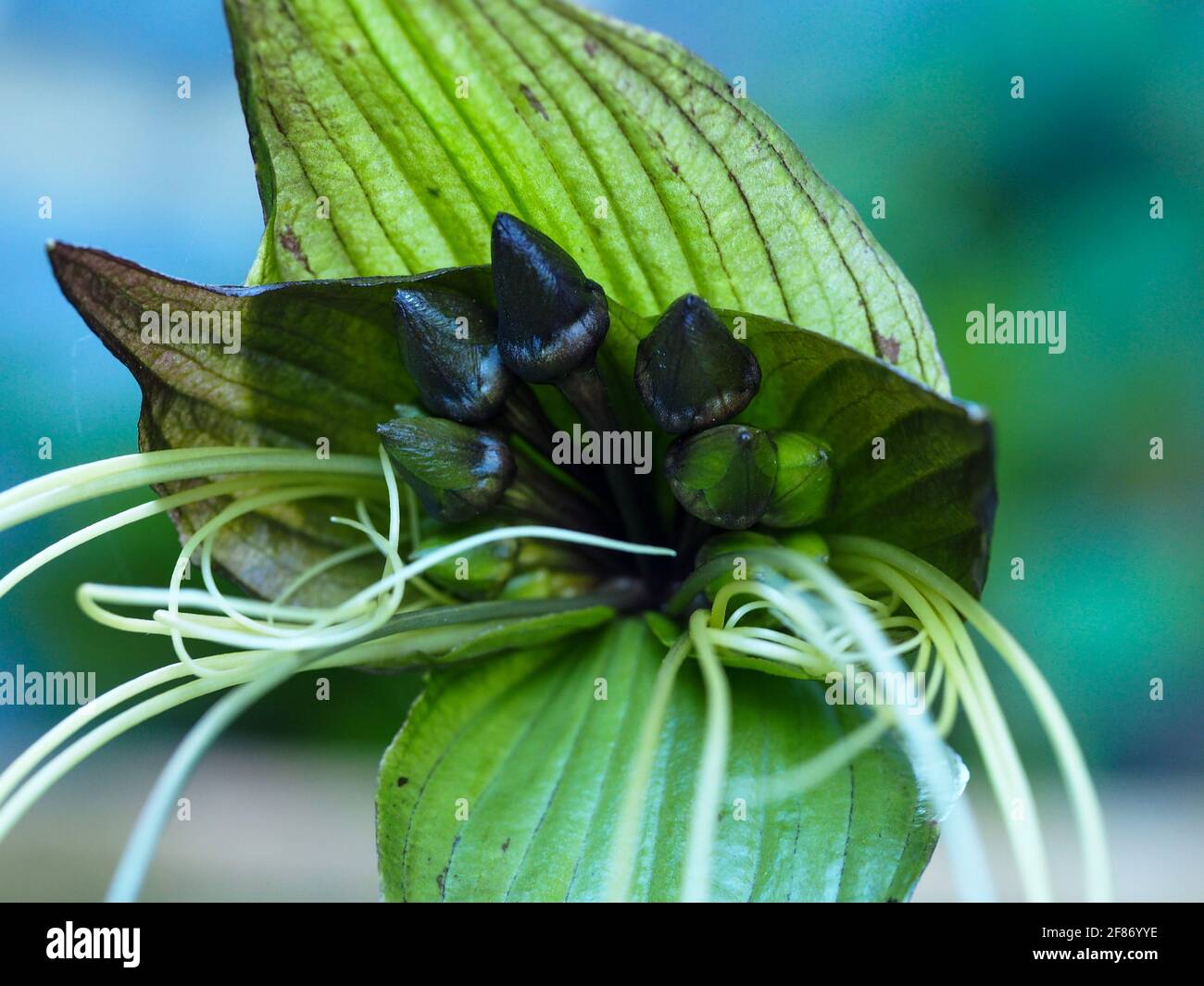 Bat Plant High Resolution Stock Photography and Images - Alamy