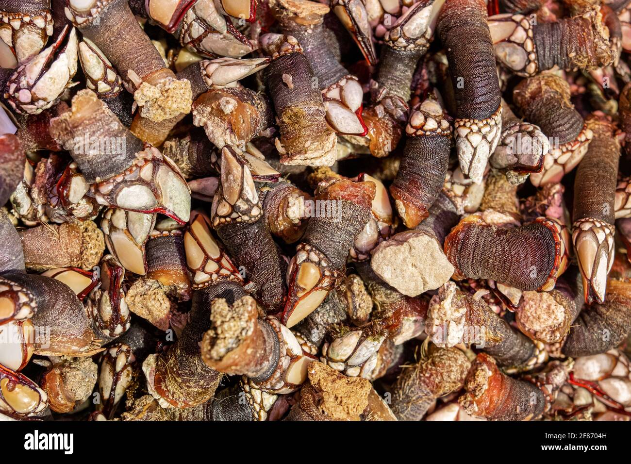 Seafood, fresh barnacles in close-up with top view Stock Photo - Alamy