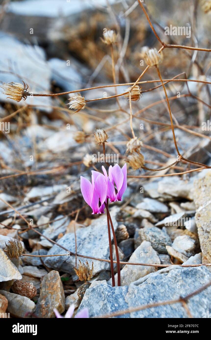 Wild cyclamen growing in the hills above Kini on the island of Syros ...