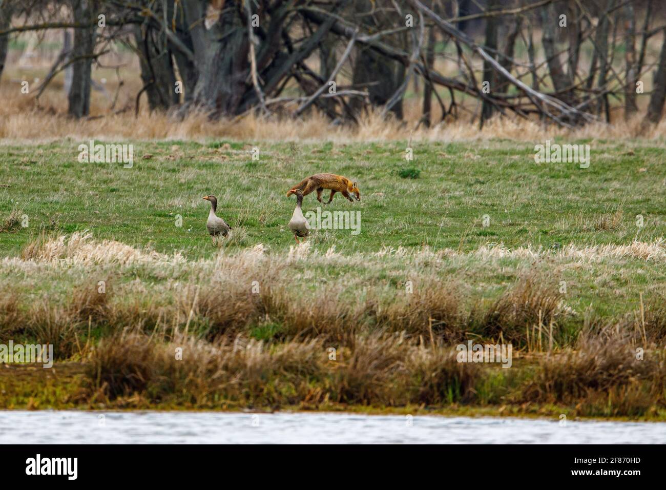 A red fox is hunting geese Stock Photo - Alamy