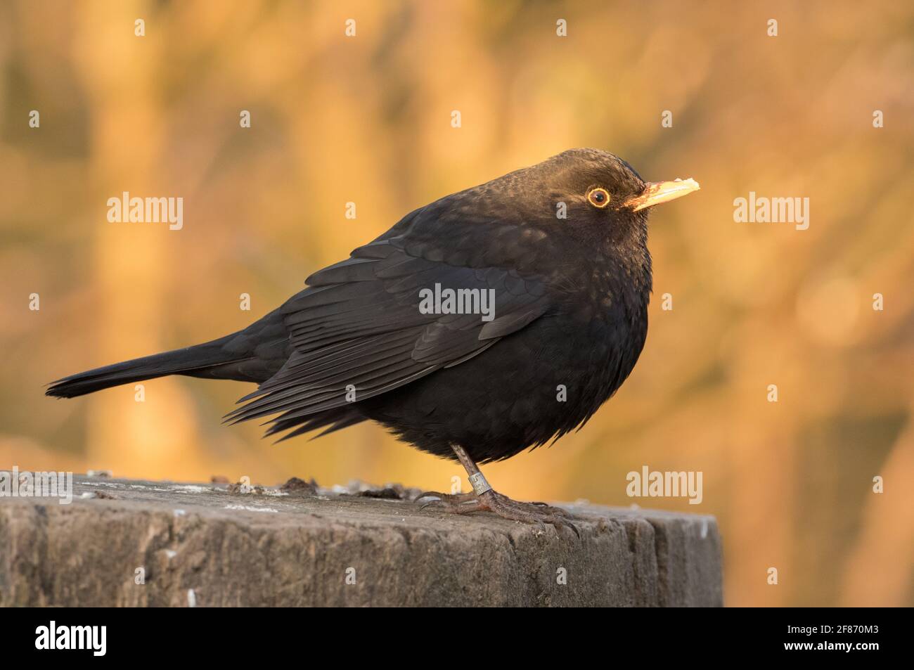 Blackbird at High Batts Nature Reserve, North Yorkshire Stock Photo - Alamy
