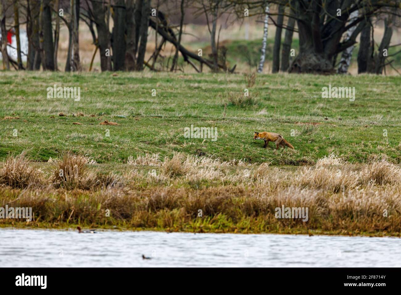 The fox and duck hi-res stock photography and images - Alamy