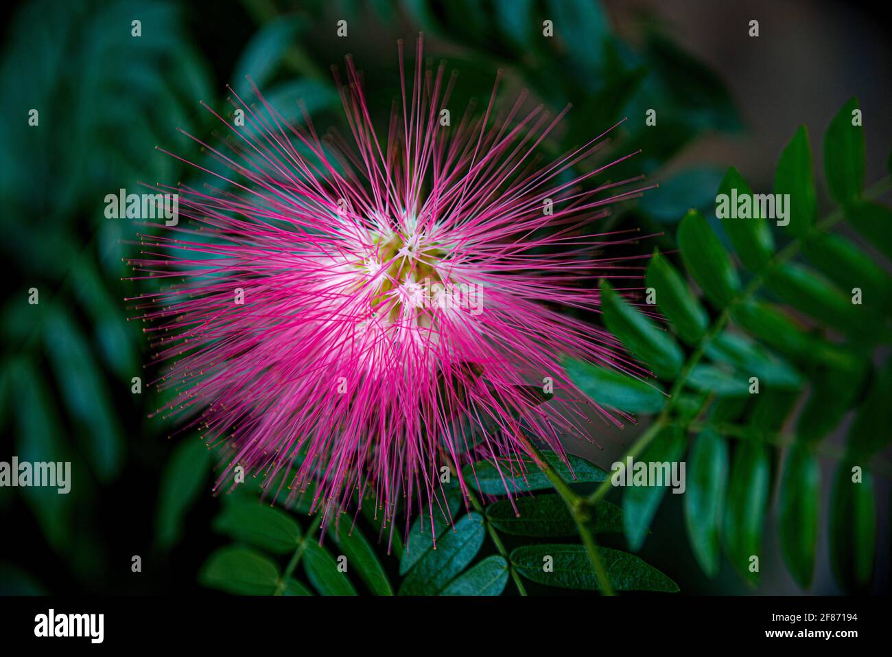 Pink Mimosa Flower