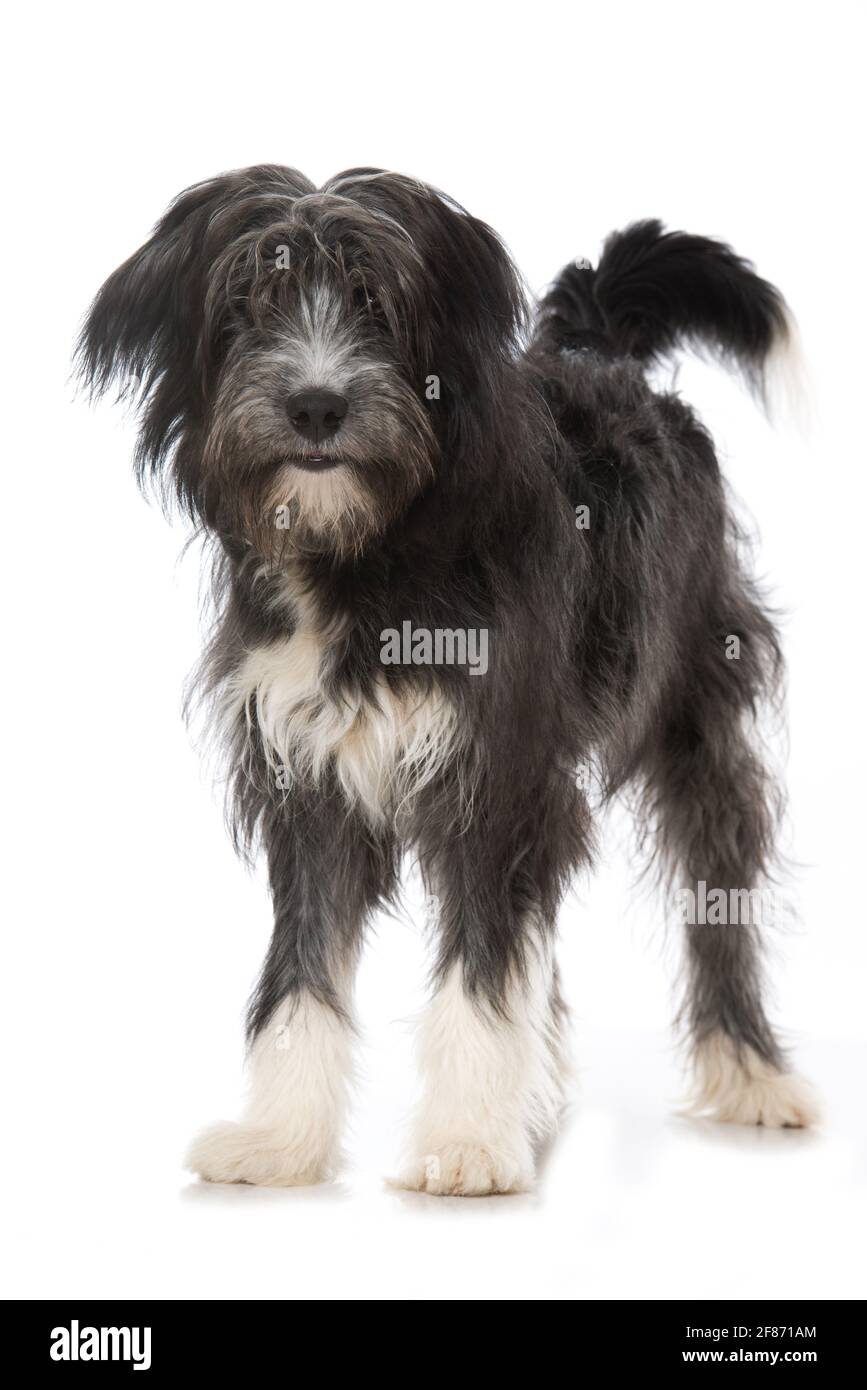 cute cross breed dog isolated on white background Stock Photo - Alamy