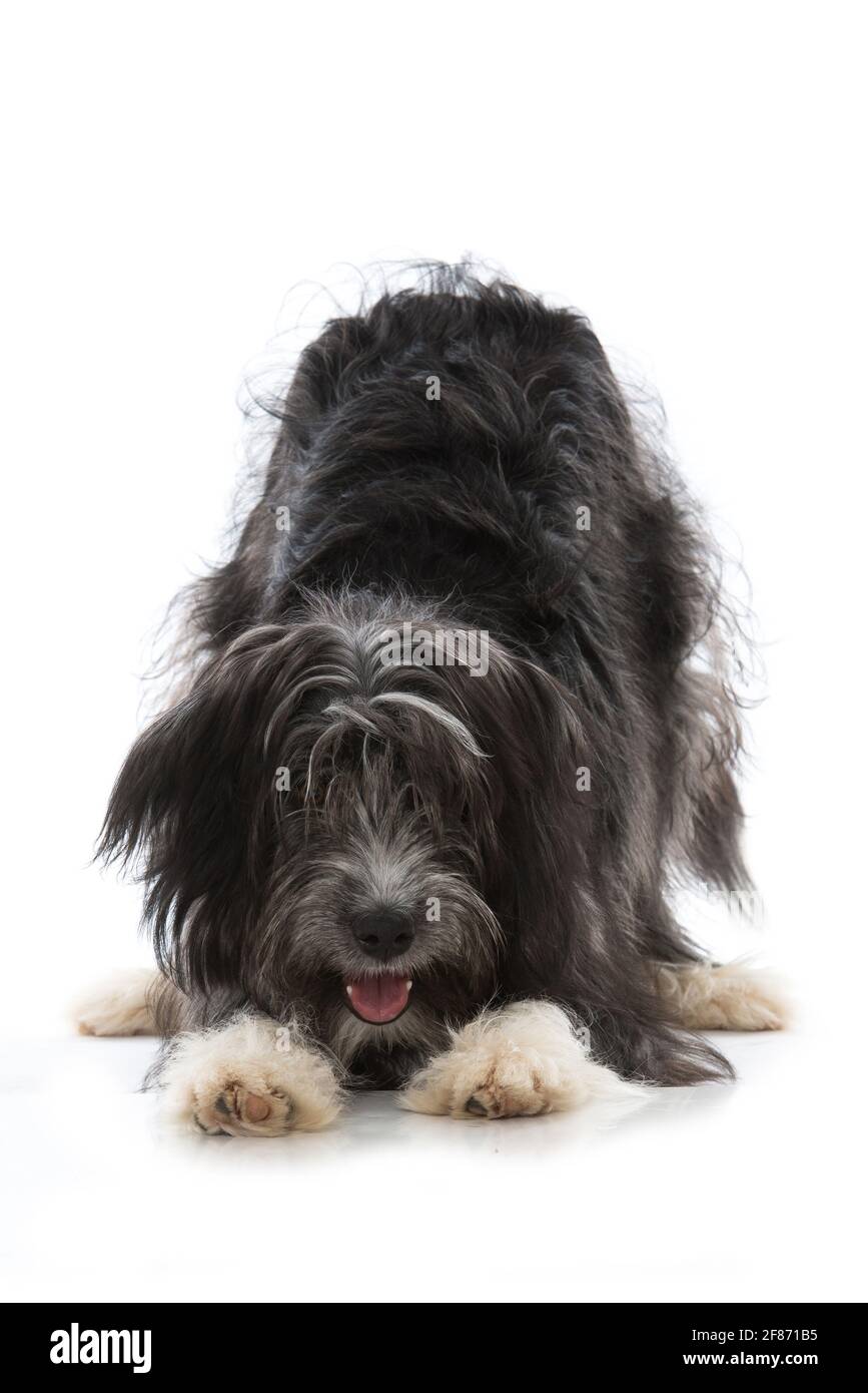 cute cross breed dog isolated on white background Stock Photo - Alamy