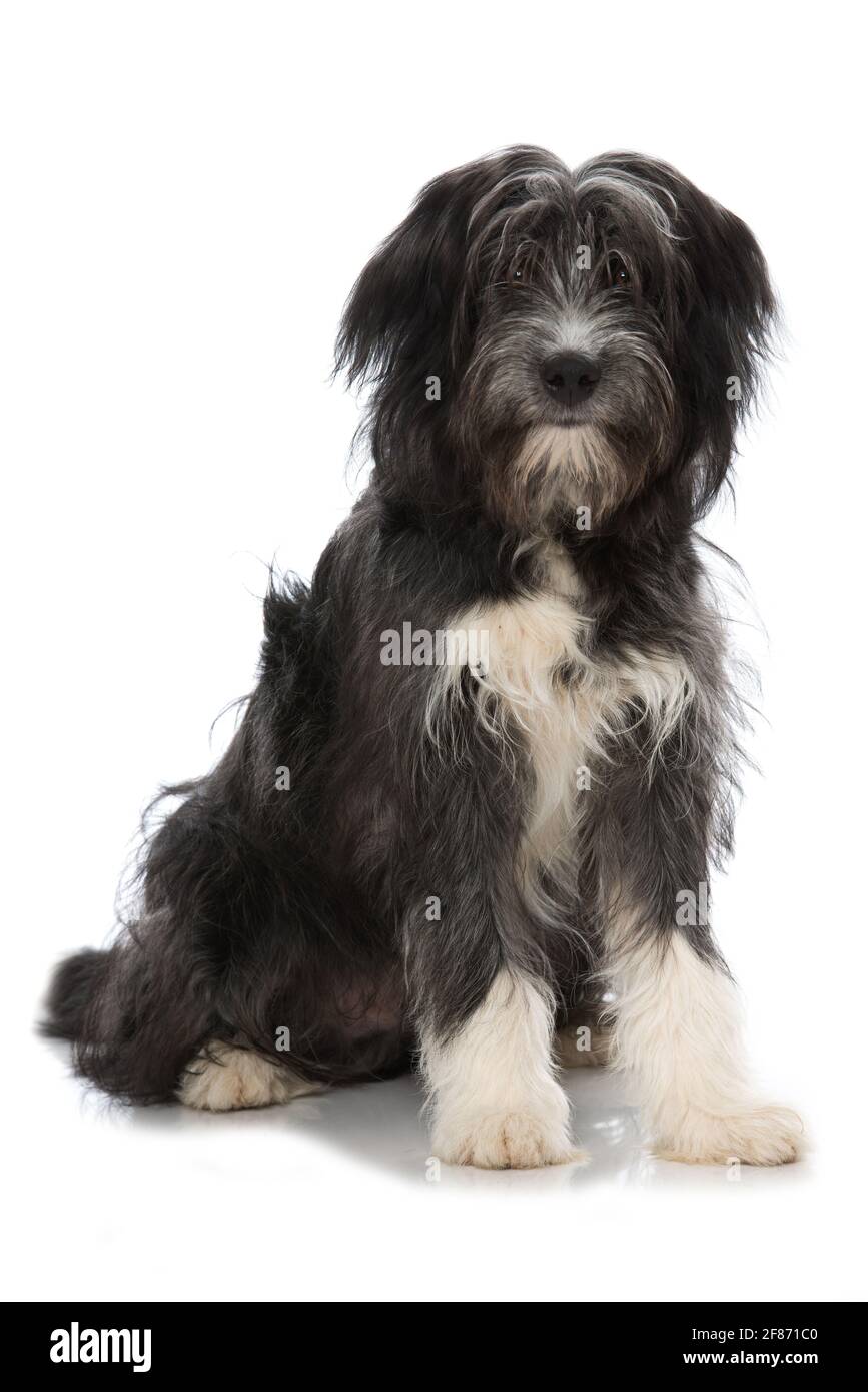 cute cross breed dog isolated on white background Stock Photo - Alamy