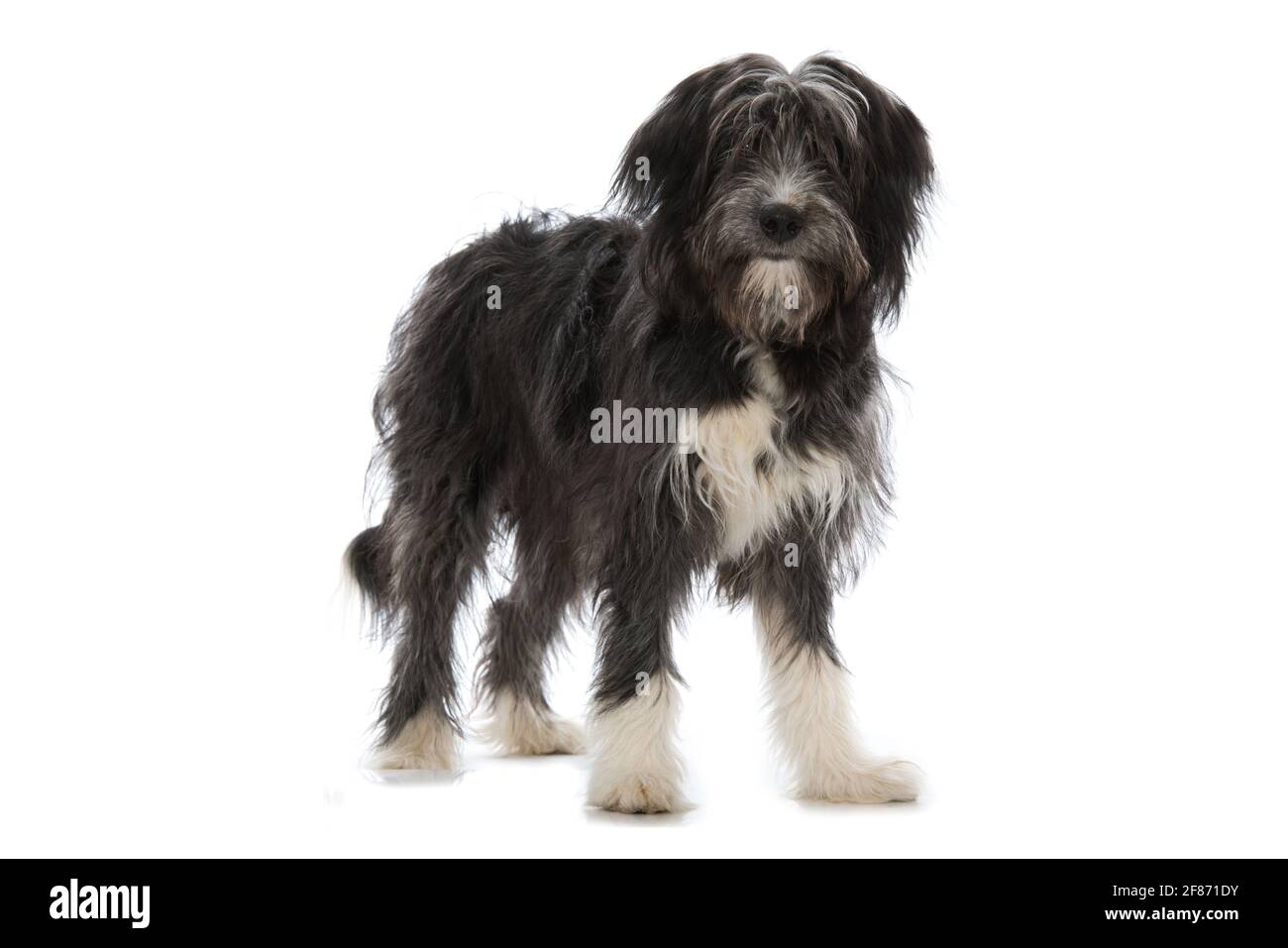 cute cross breed dog isolated on white background Stock Photo - Alamy