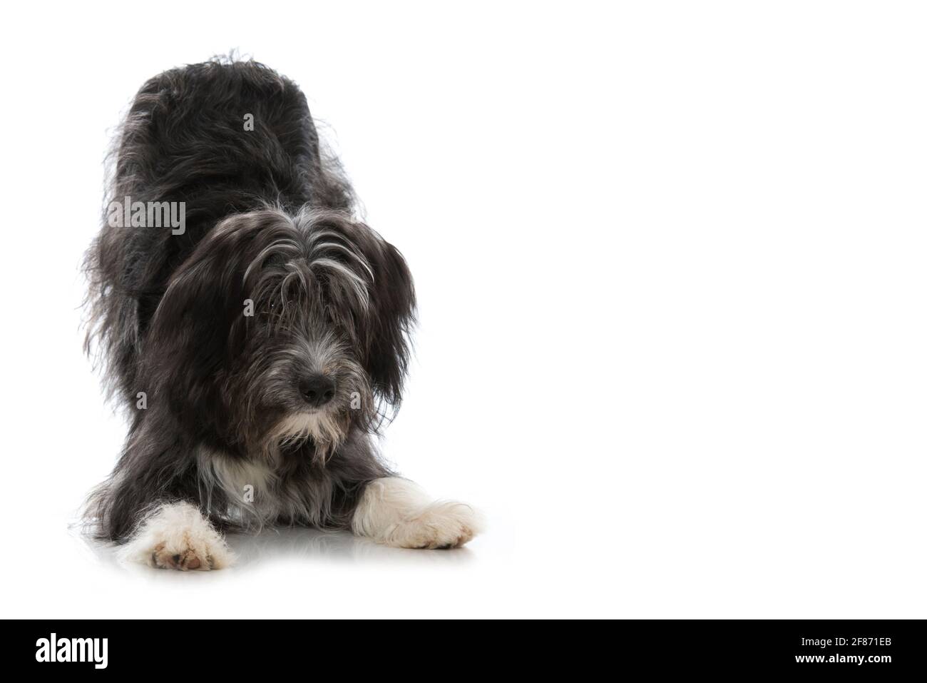 cute cross breed dog isolated on white background Stock Photo - Alamy