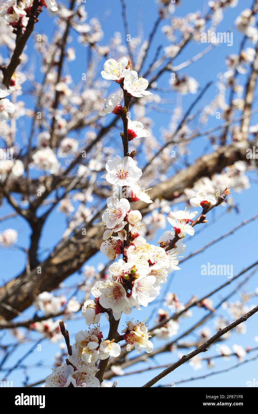 branch of a blossoming tree against the blue sky Stock Photo - Alamy