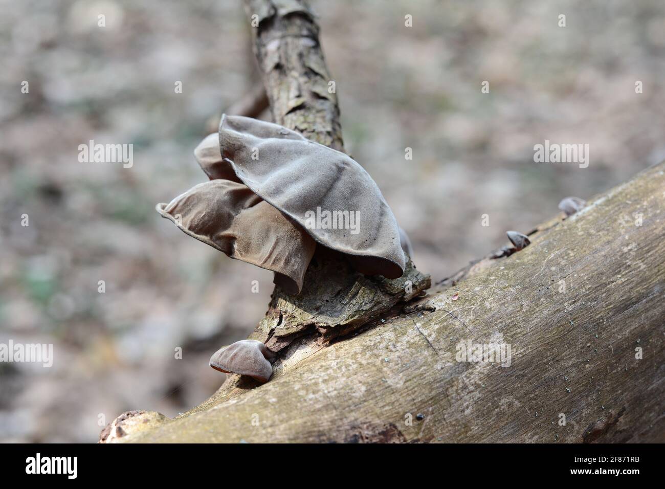 Auricularia polytricha hi-res stock photography and images - Alamy