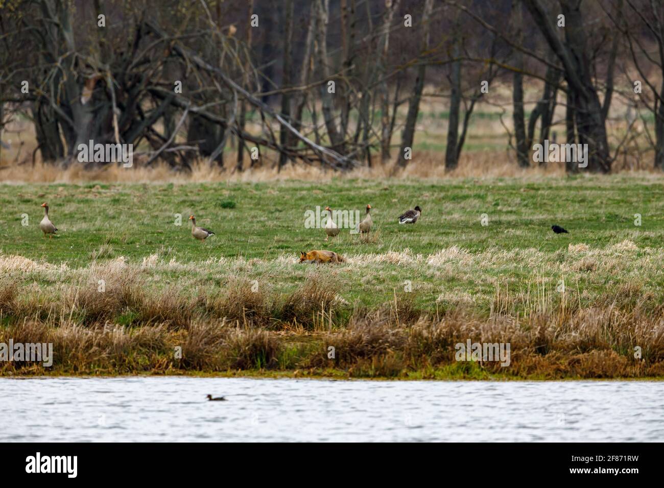 Hunting goose hi-res stock photography and images - Alamy