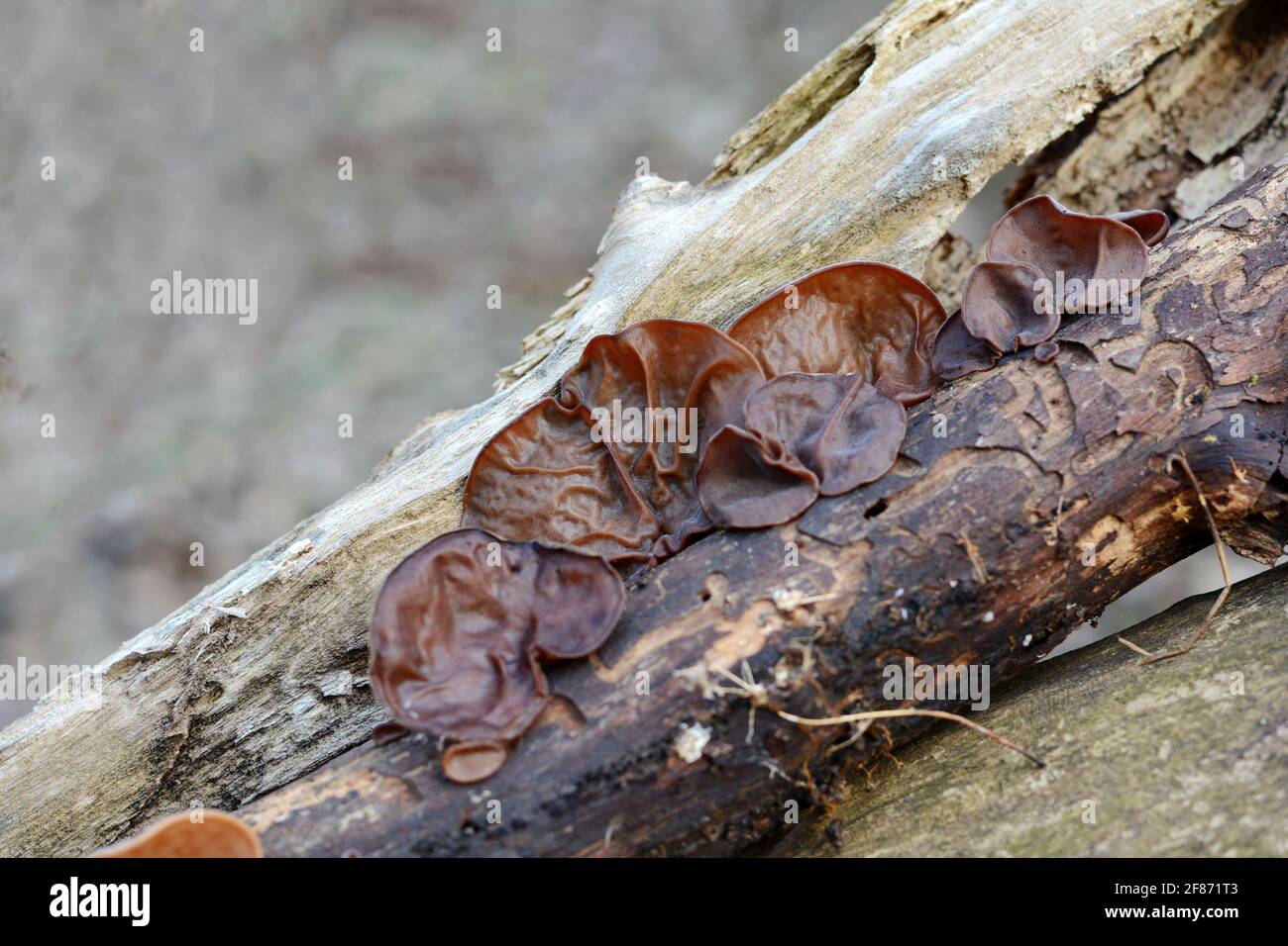 Jews ear (wood ear, Auricularia auricula, Hirneola polytricha, jelly ...