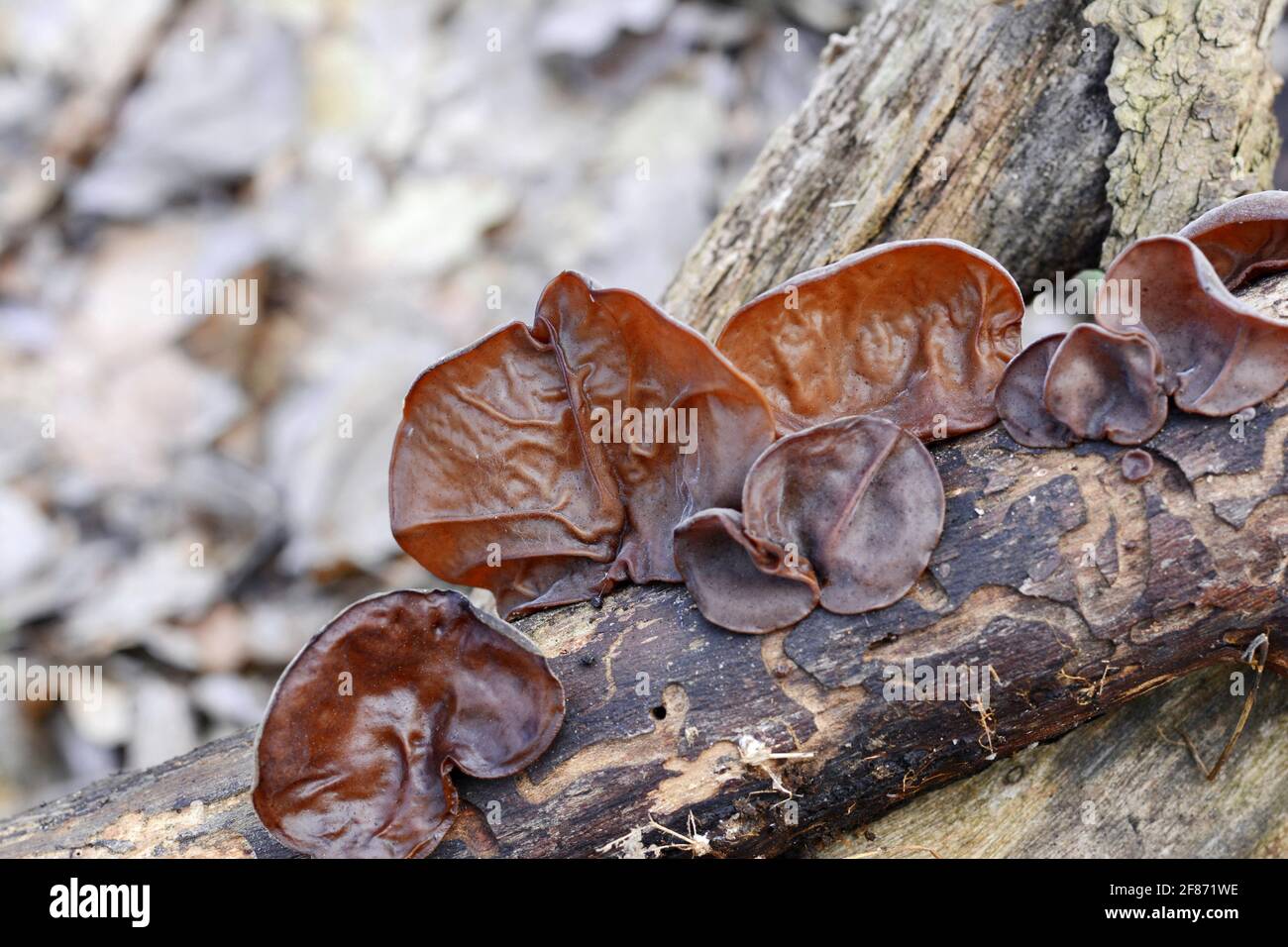 Jews ear (wood ear, Auricularia auricula, Hirneola polytricha, jelly ...