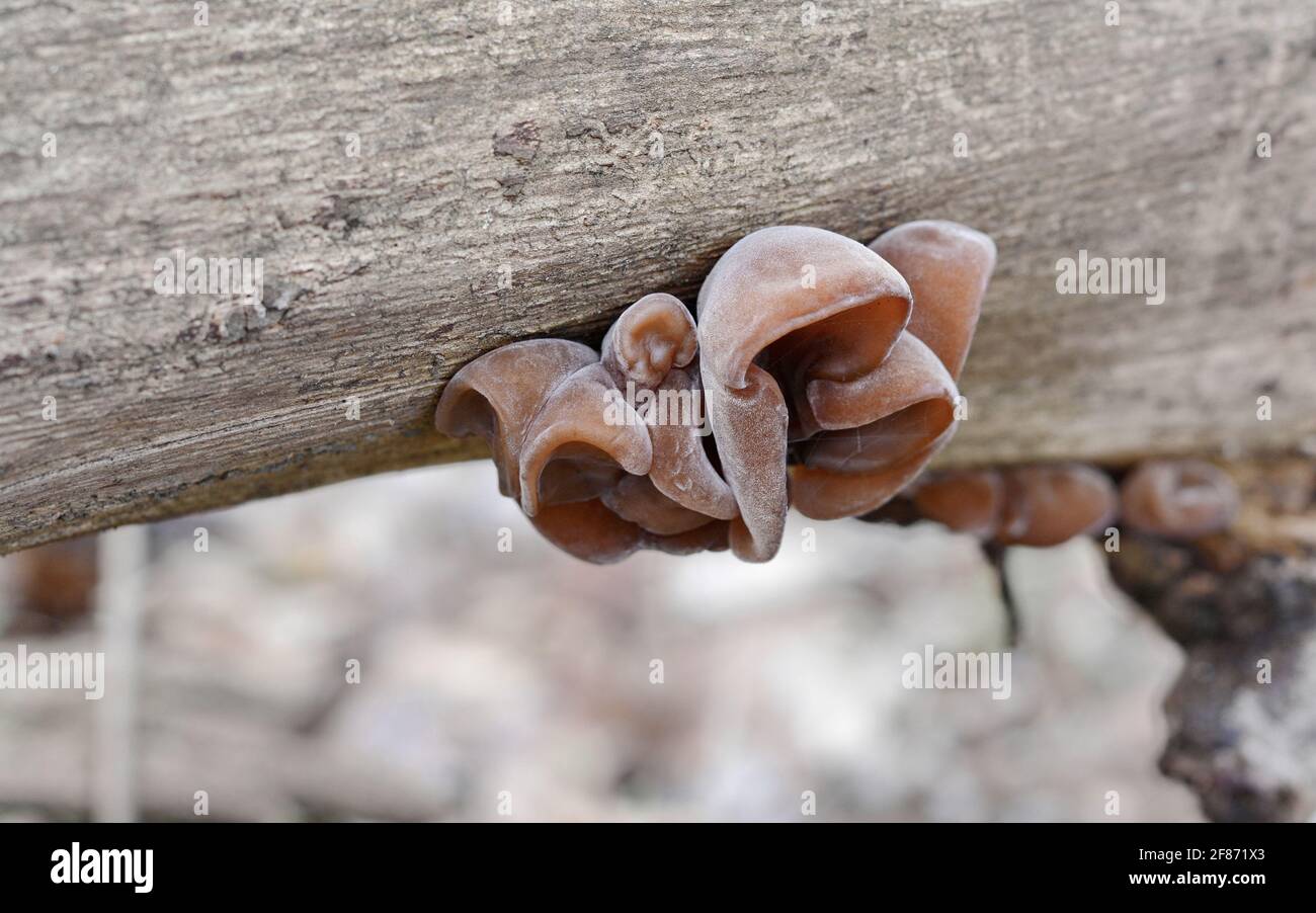 Jews ear (wood ear, Auricularia auricula, Hirneola polytricha, jelly ...
