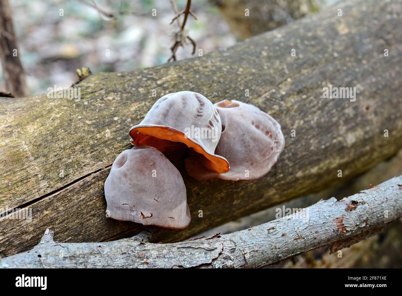 Wood ears auricularia auricula judae hi-res stock photography and ...