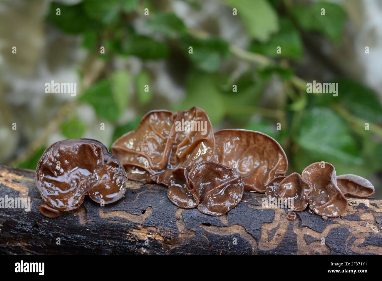 Auricula judea hi-res stock photography and images - Alamy