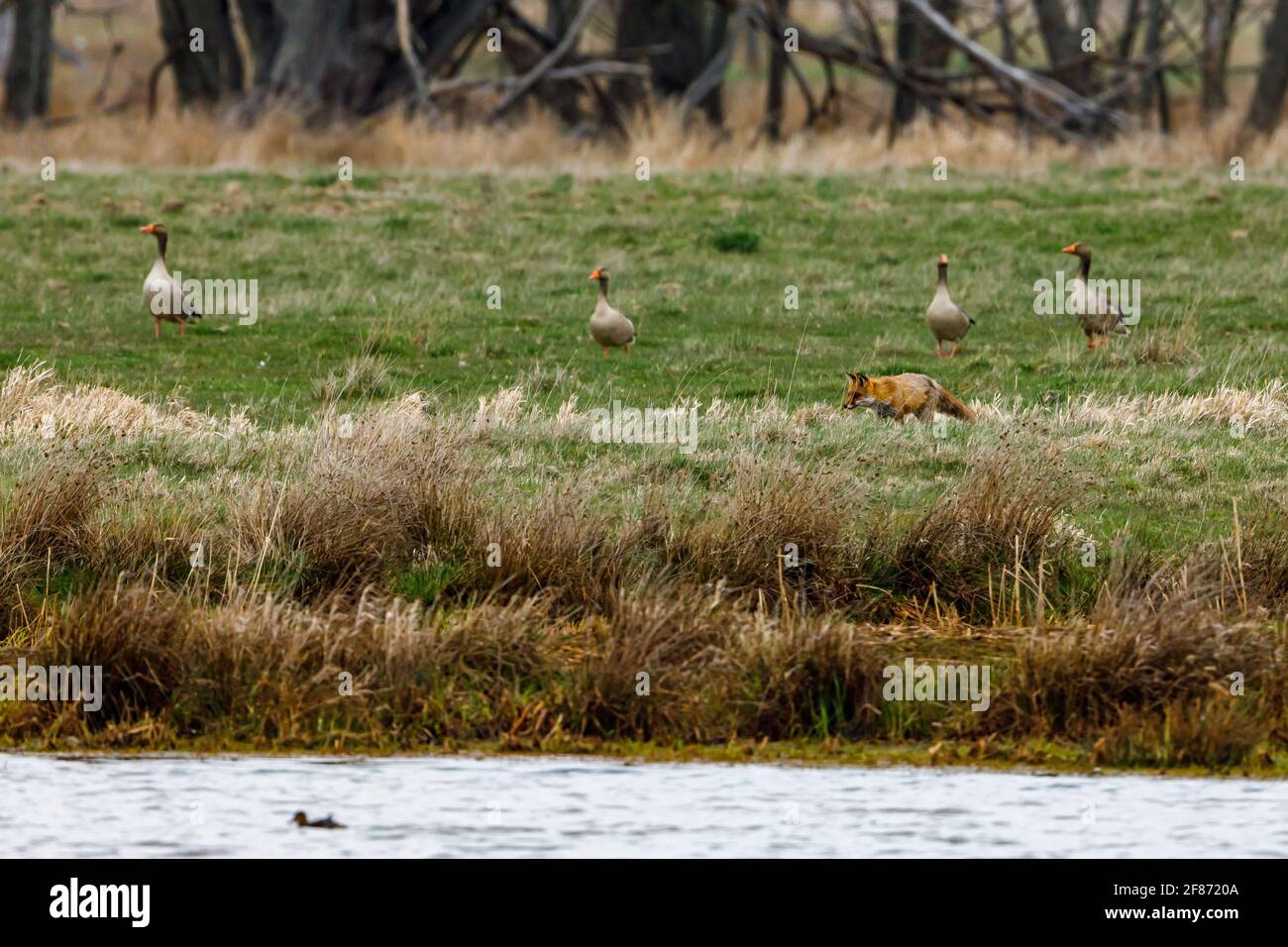 A red fox is hunting geese Stock Photo - Alamy