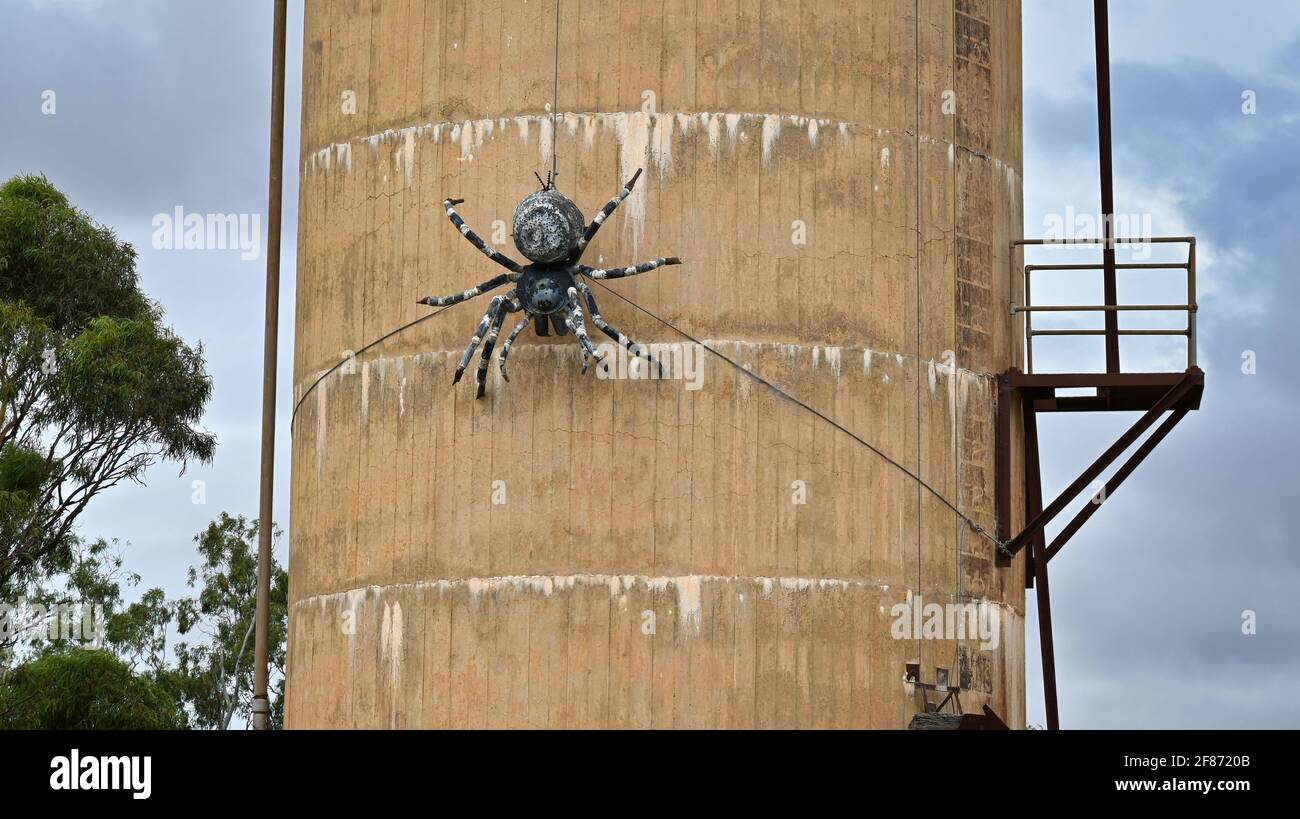 Urana, New South Wales Australia 26 January 2021: Close up of spider ...