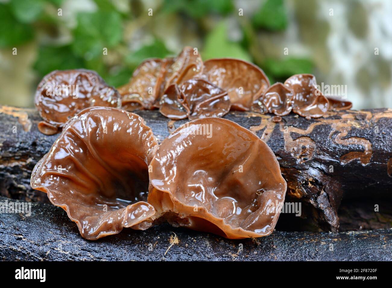 Jews ear (wood ear, Auricularia auricula, Hirneola polytricha, jelly ...