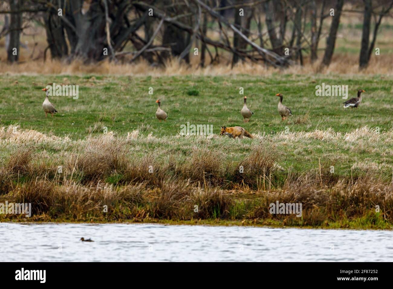 The fox and the goose hi-res stock photography and images - Alamy