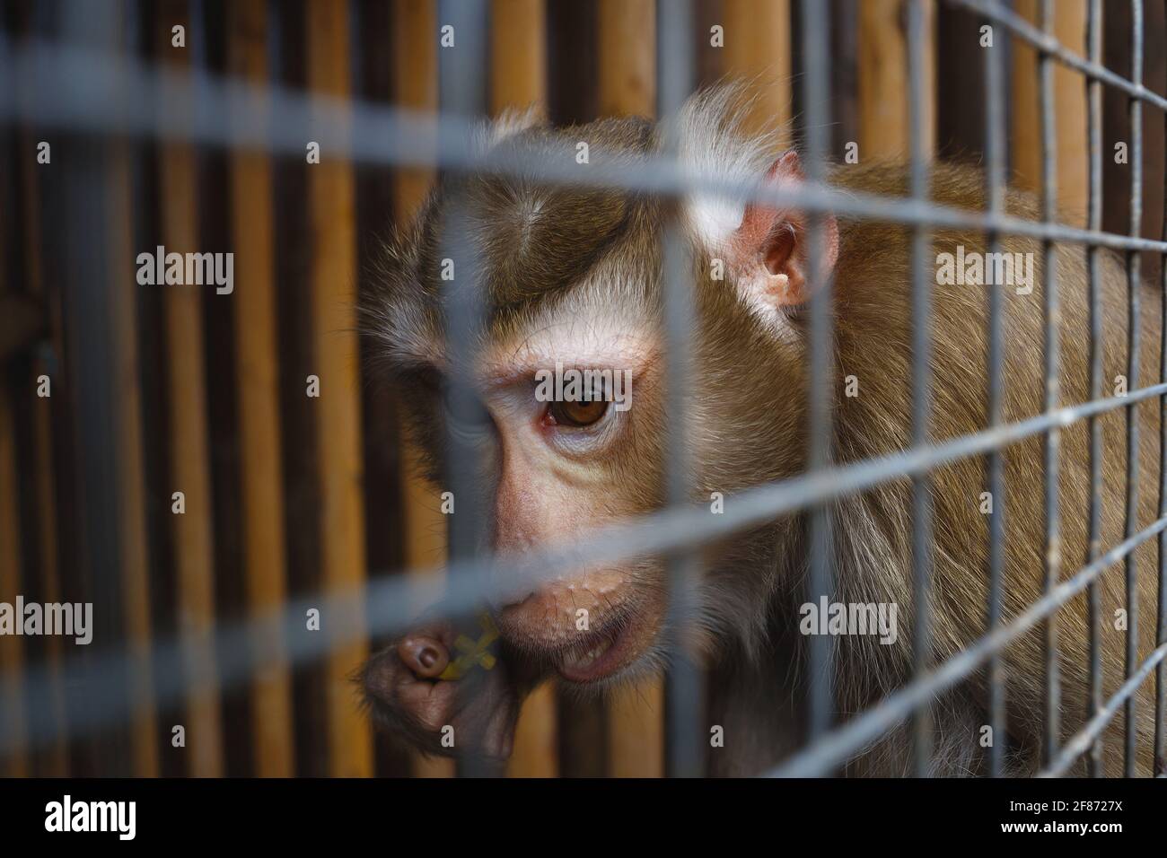 Sad racoon hi-res stock photography and images - Alamy