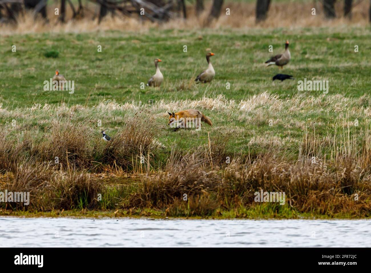 A red fox is hunting geese Stock Photo - Alamy