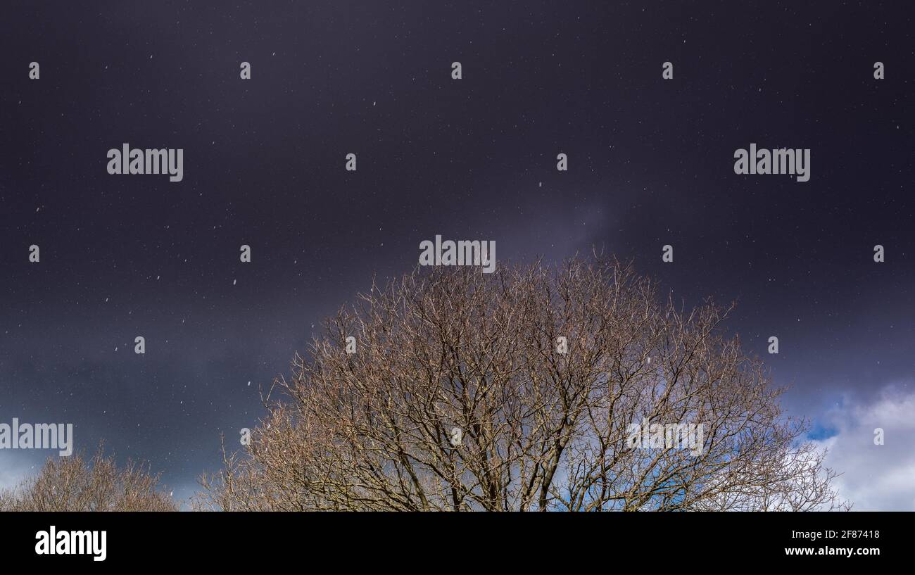 English Oak tree with a stormy sky Stock Photo - Alamy