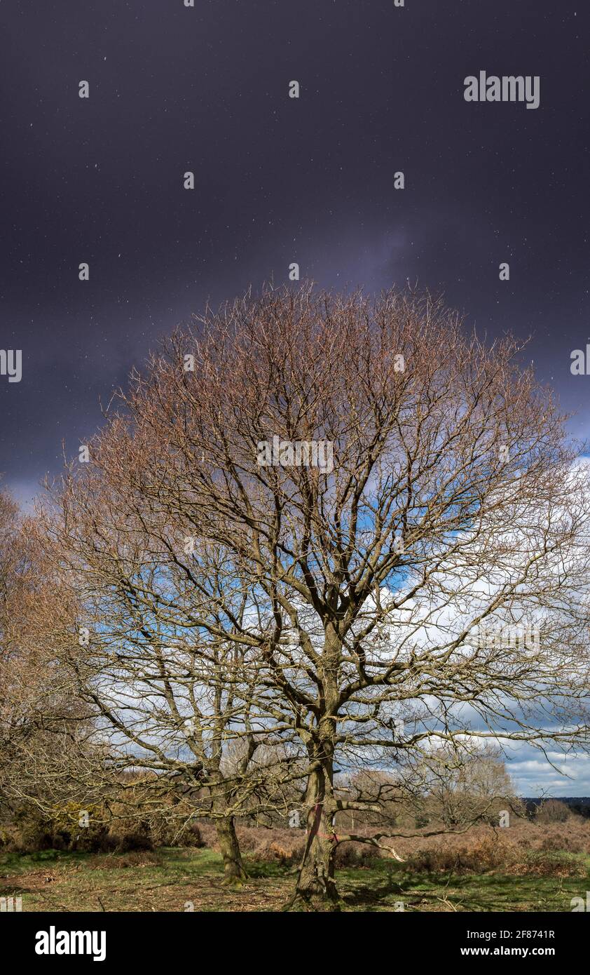 English Oak tree with a stormy sky Stock Photo - Alamy