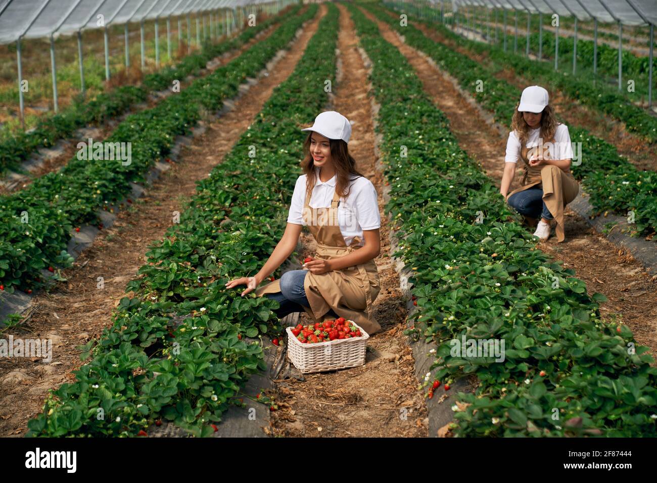Female workers picking strawberries in hi-res stock photography and ...