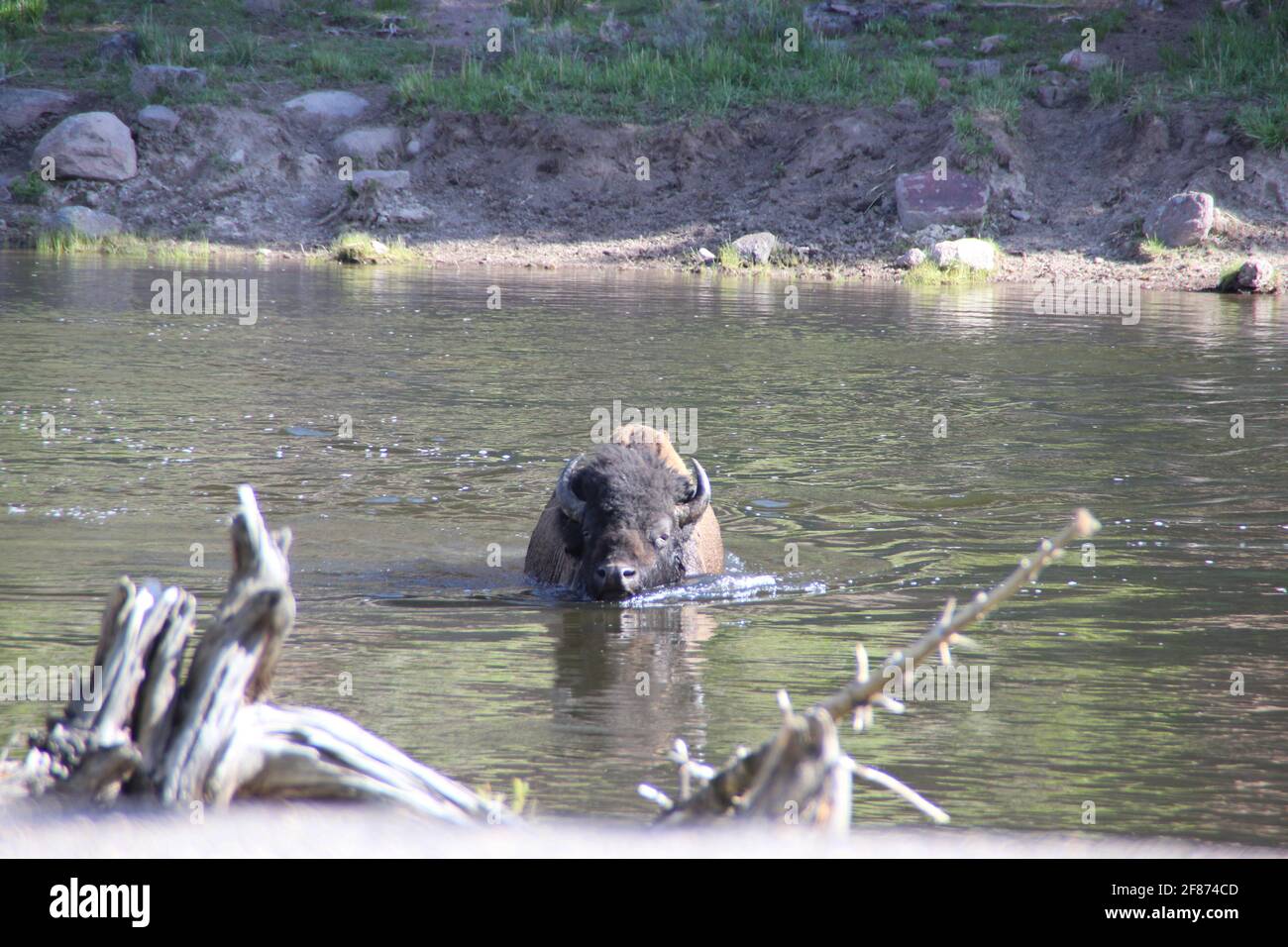Bison in the Water Stock Photo - Alamy