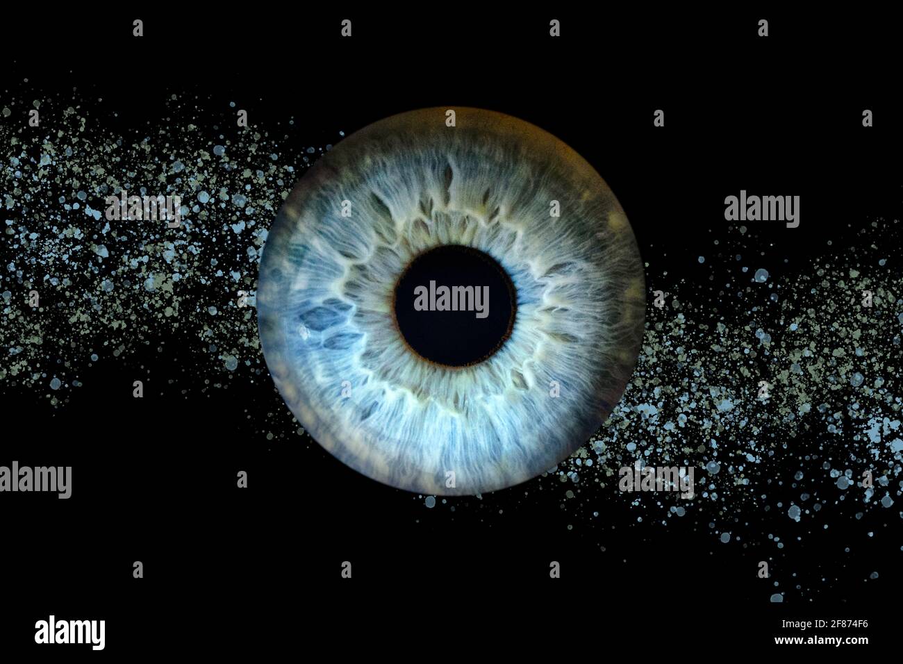 Macro shot of a human female eye, iris, cropped on black background ...