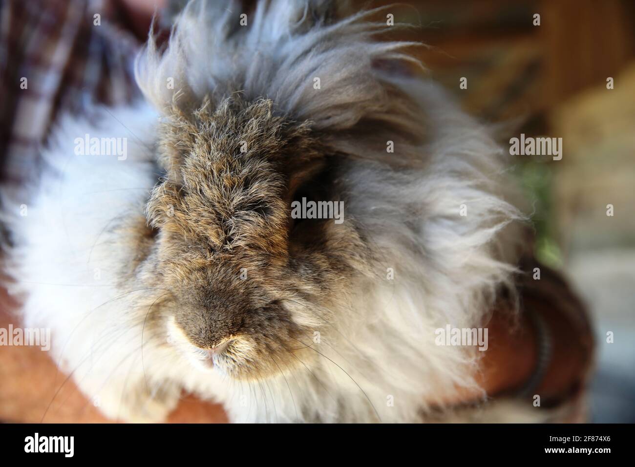 Angora rabbit wool hi-res stock photography and images - Alamy