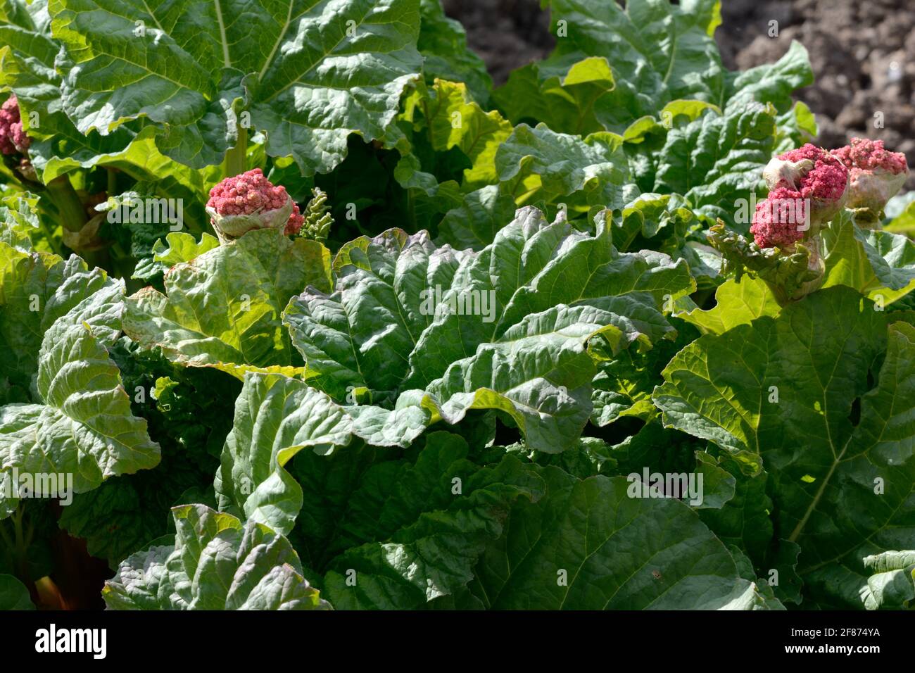 Early Maturing Hi res Stock Photography And Images Alamy Early Maturing Hi res Stock Photography And Images Alamy
