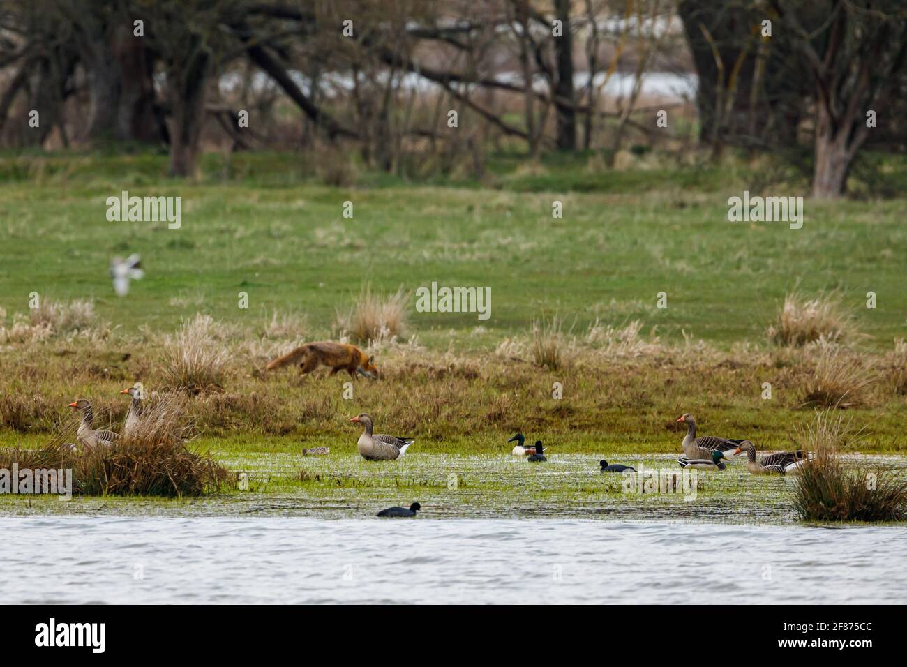Red fox hunting hi-res stock photography and images - Alamy