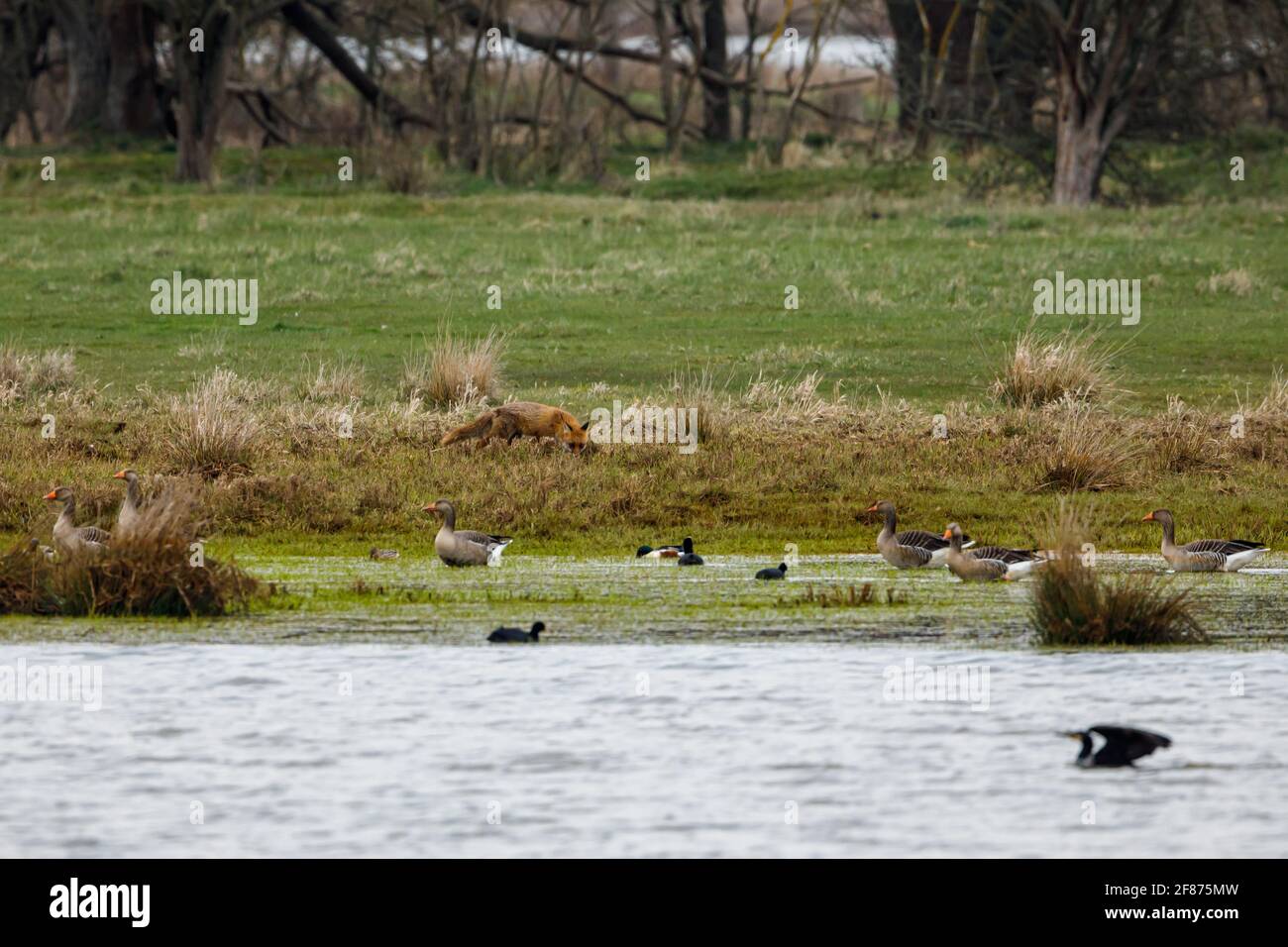 The fox and the goose hi-res stock photography and images - Alamy